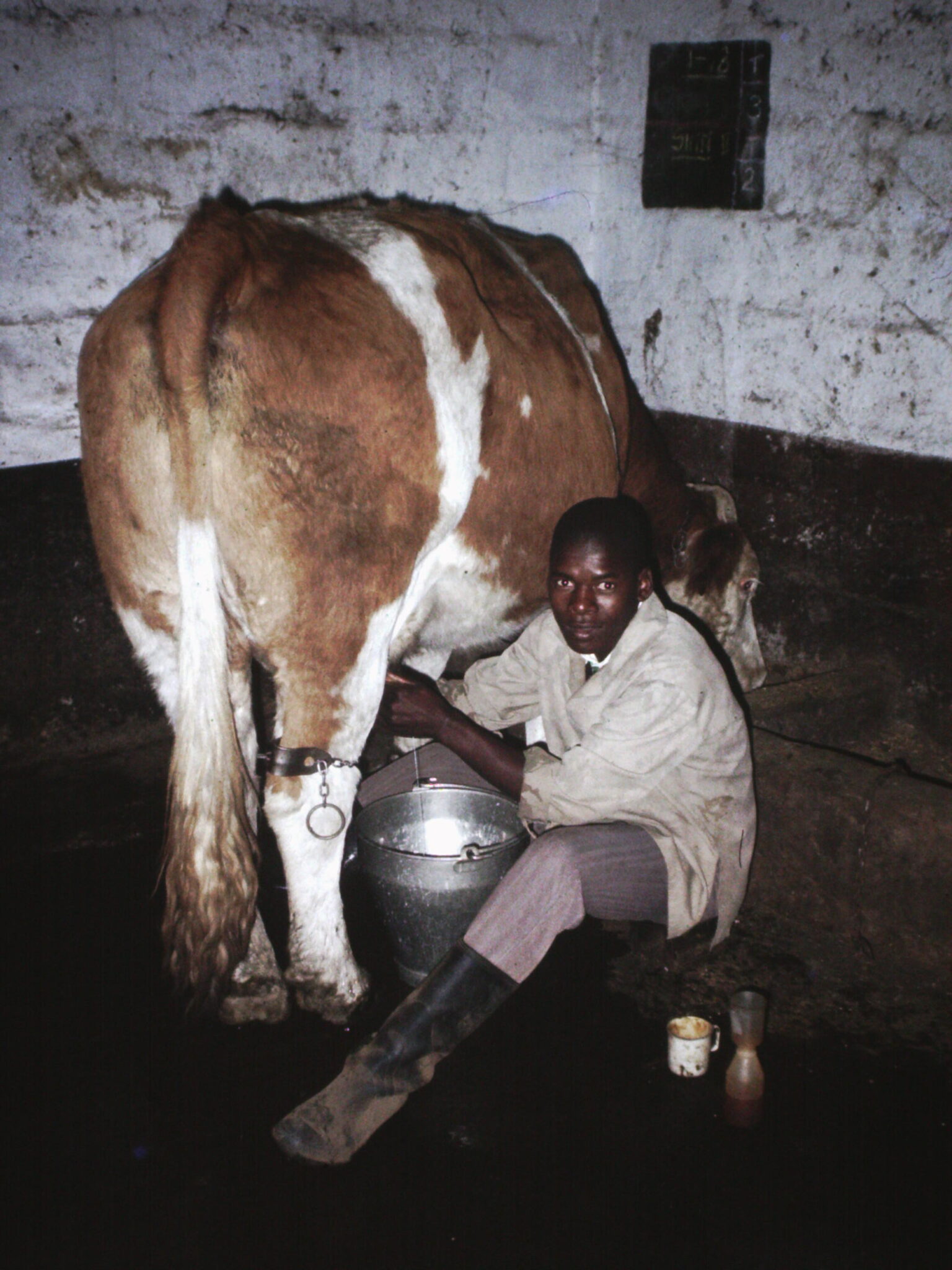 Our Story – Bonle – Good Milk